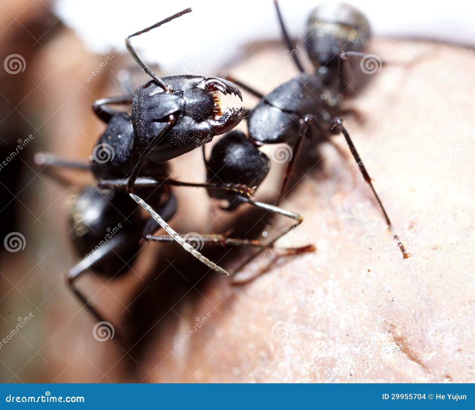 Two ants conspiracy stock photo. Image of macro, closeup - 29955704