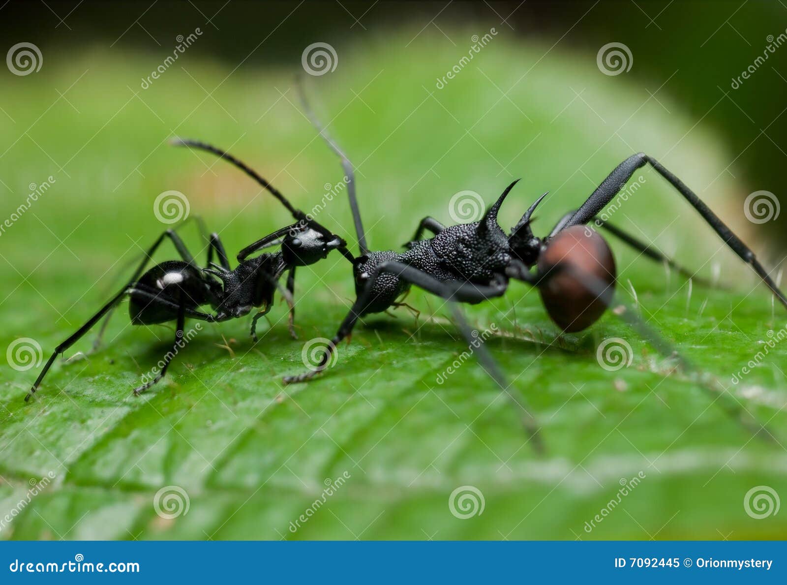 Two ants fighting stock image. Image of black, green, leaf - 7092445