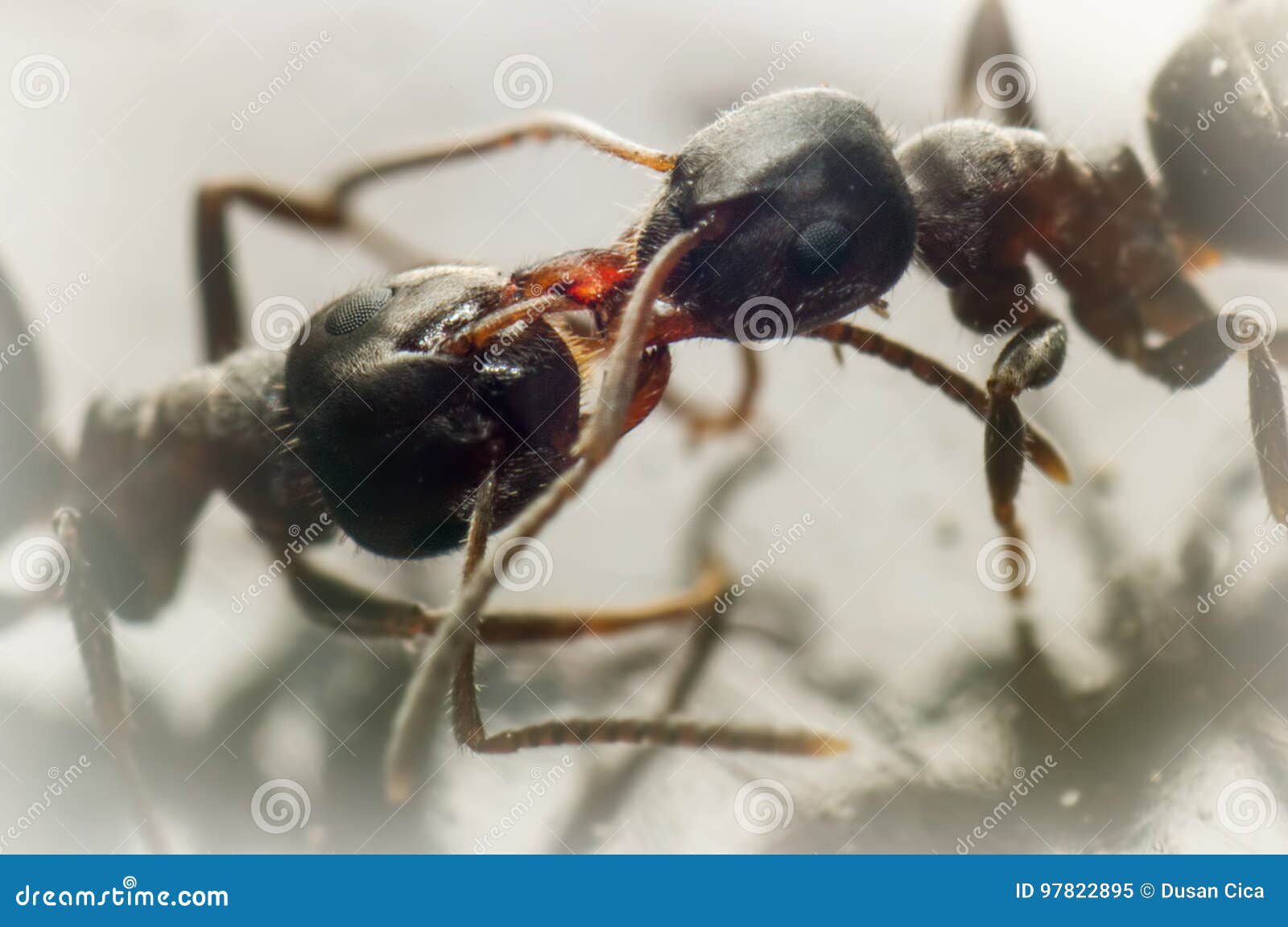 Two ants fighting stock image. Image of fighting, winter - 97822895