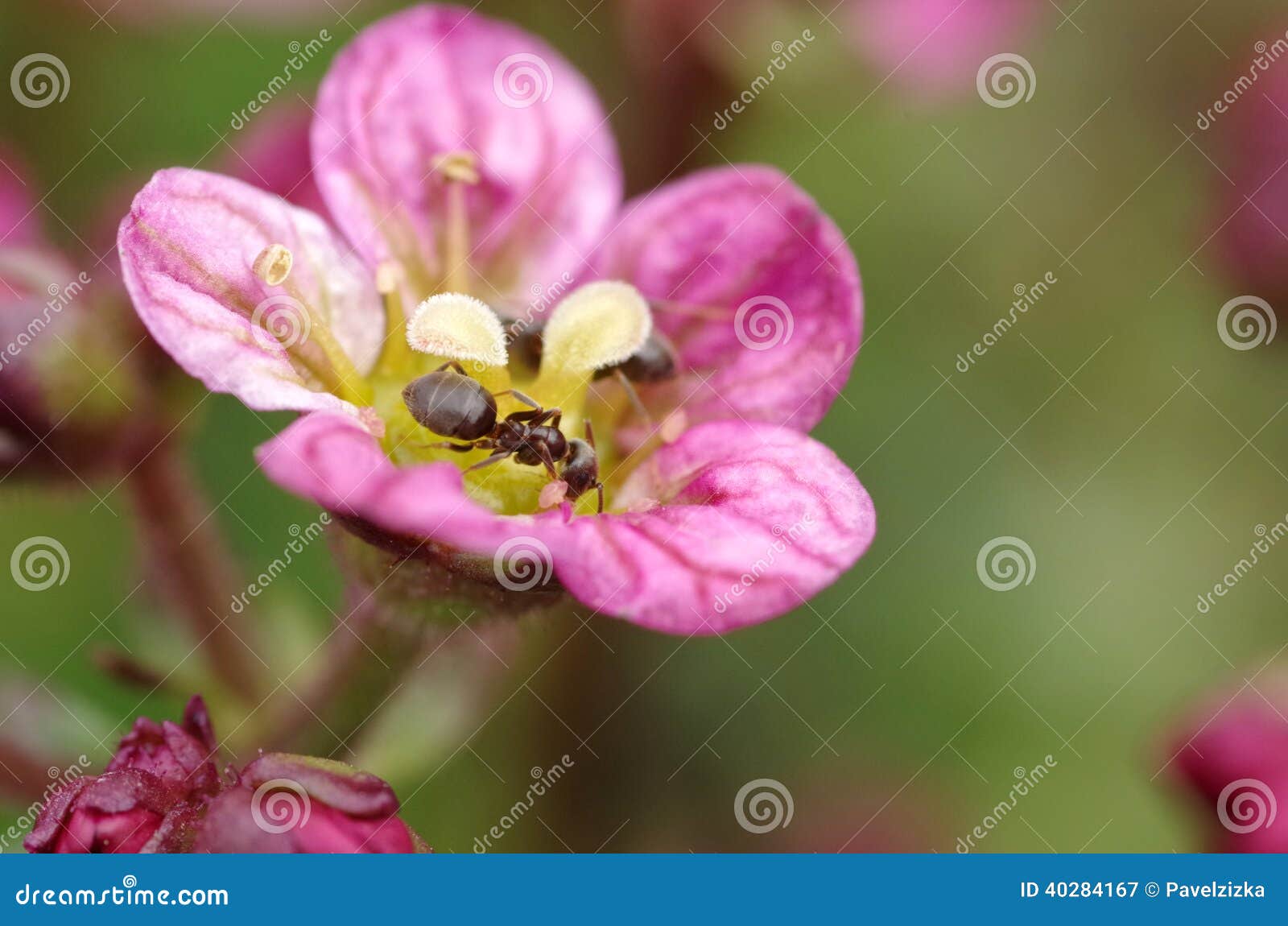 Two ants on flower stock image. Image of nature, violet - 40284167