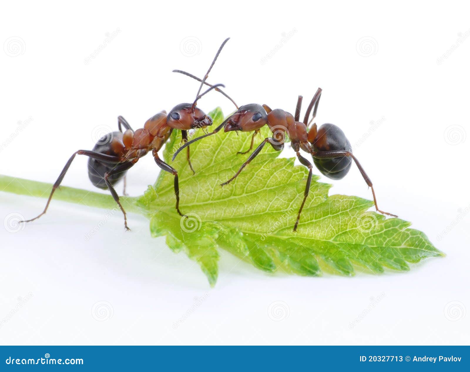 Two ants and green leaf stock image. Image of leaf, harvest - 20327713
