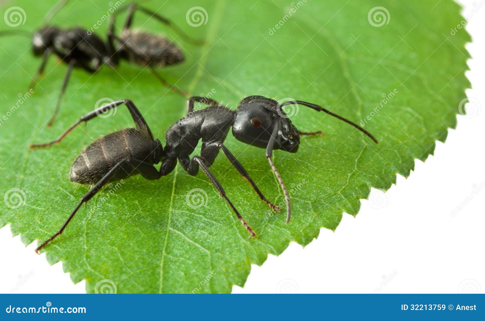 Two ants on green leaf stock image. Image of invertebrate - 32213759