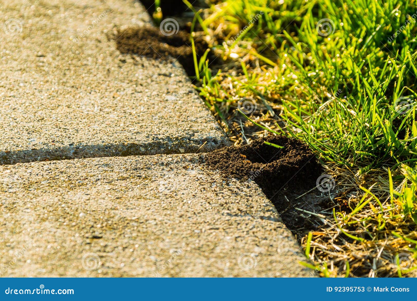 Two Ants Leaving the Hill To Start the Days Work Stock Image - Image of ...