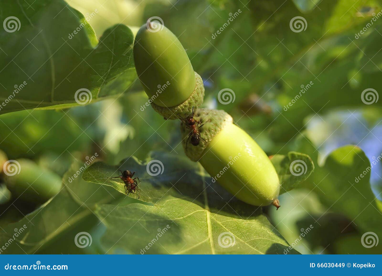 Two Ants on the Oak S Acorn and Leaf Stock Image - Image of leaf ...