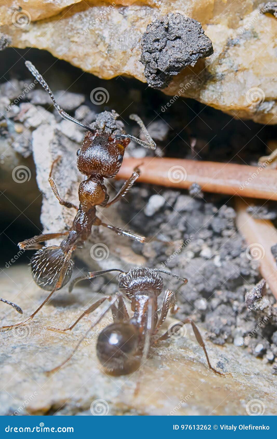 Two ants stock photo. Image of work, environment, brown - 97613262