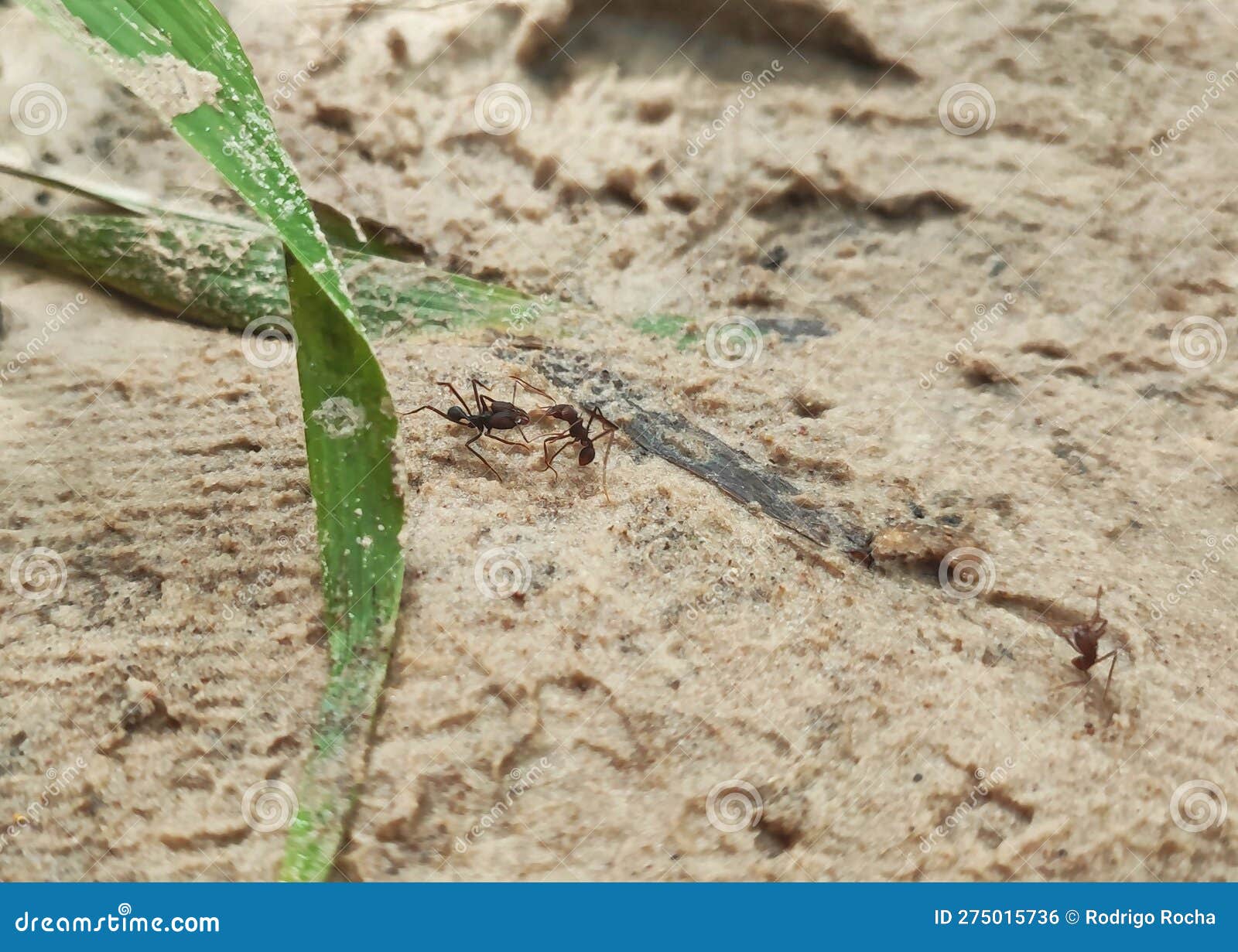 Two Ants Screaming at Each Other, in an Area of Sand Stock Photo ...