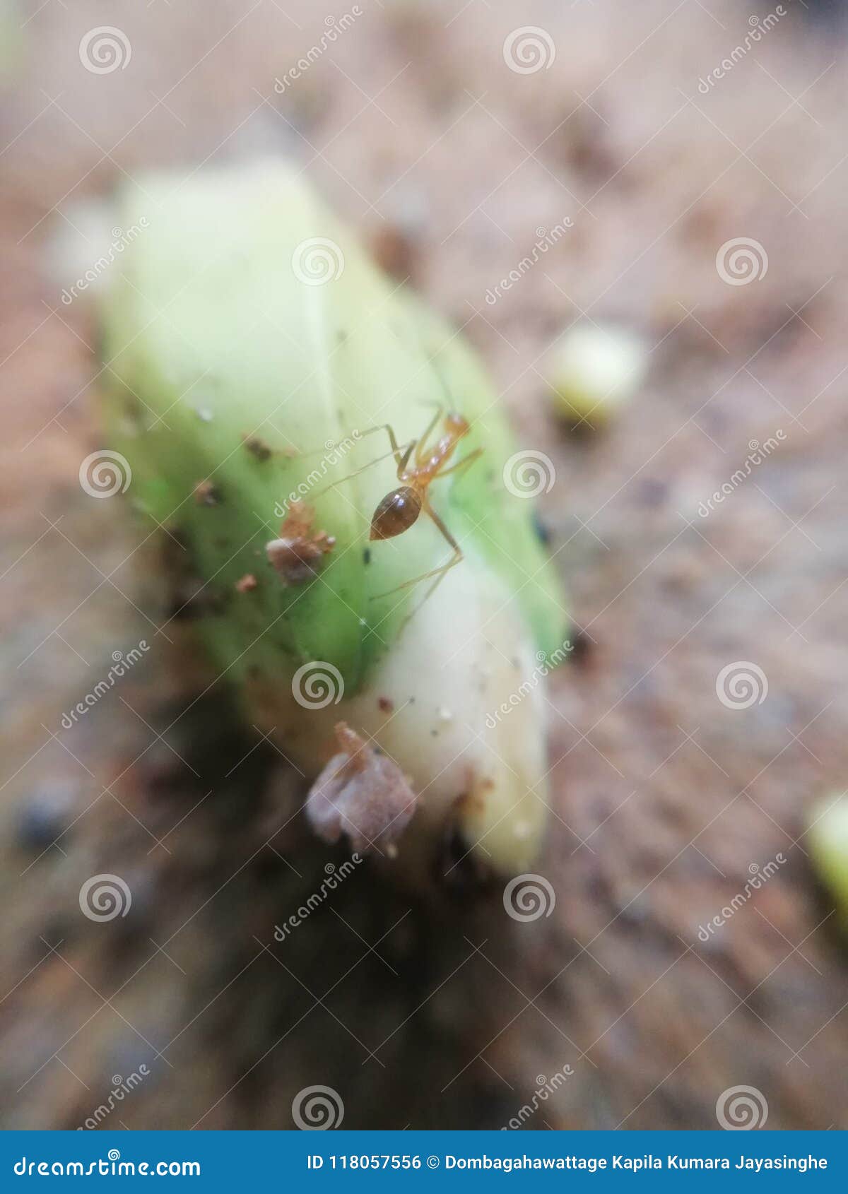 Two ants on the seed stock photo. Image of seed, drinking - 118057556