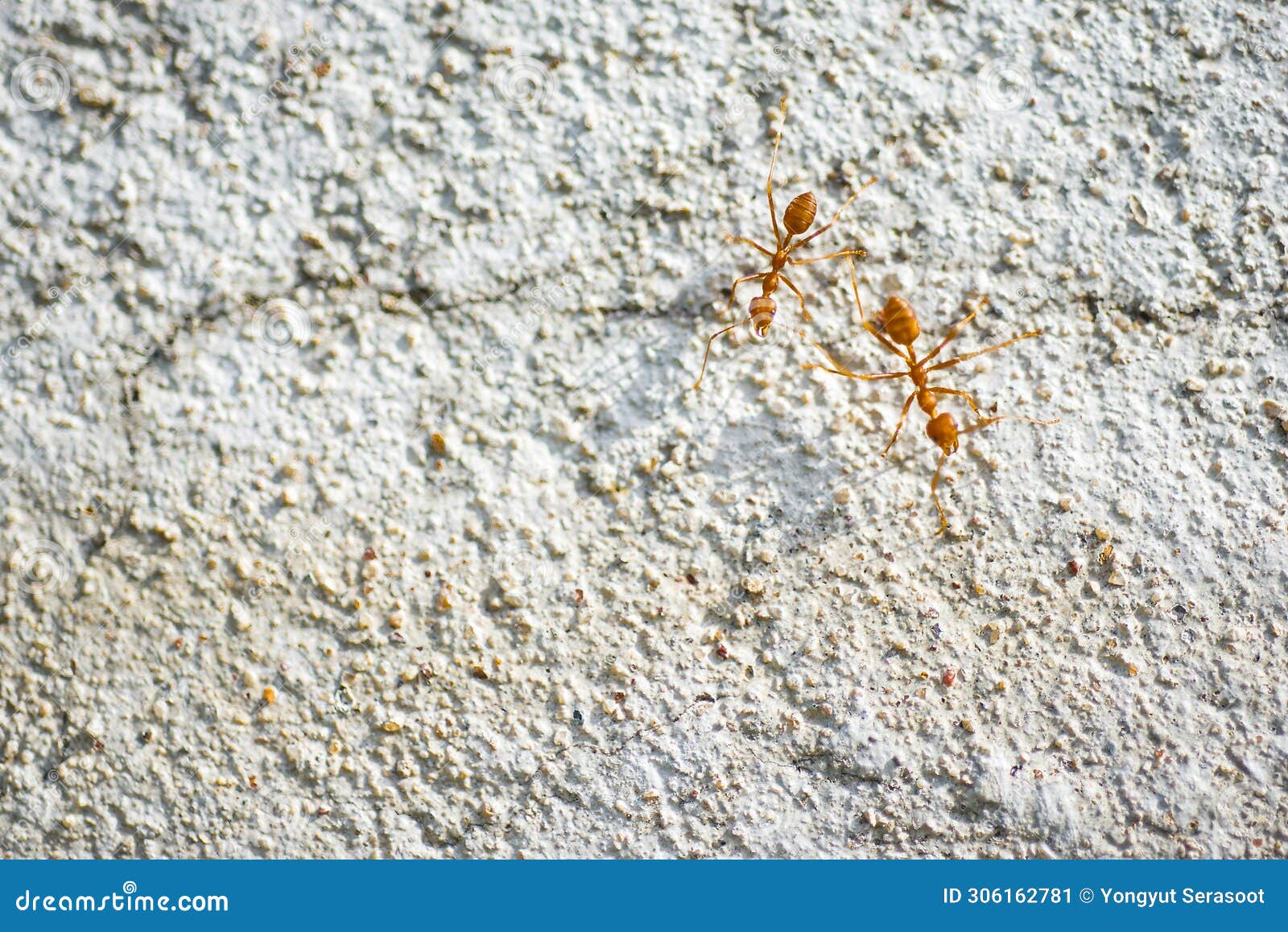 Two Ants Walking on White Concrete Stock Image - Image of pest, pattern ...