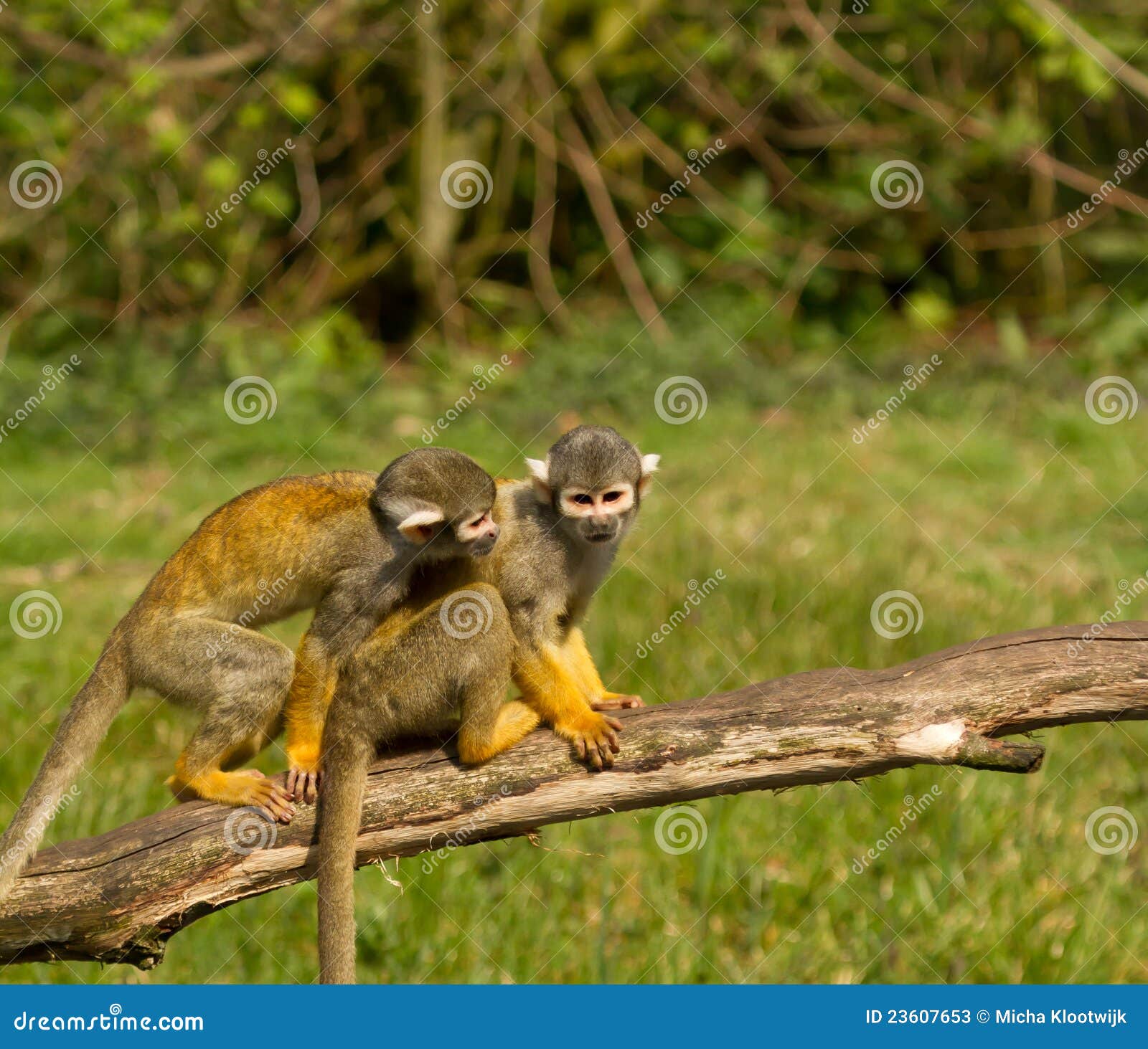 Two apes are playing stock image. Image of sylvanus, female - 23607653