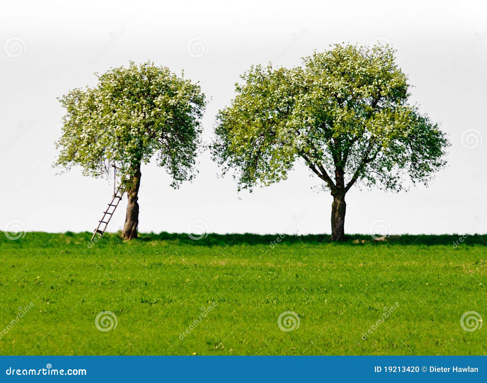 Two Apple Trees stock photo. Image of horizontal, bright - 19213420