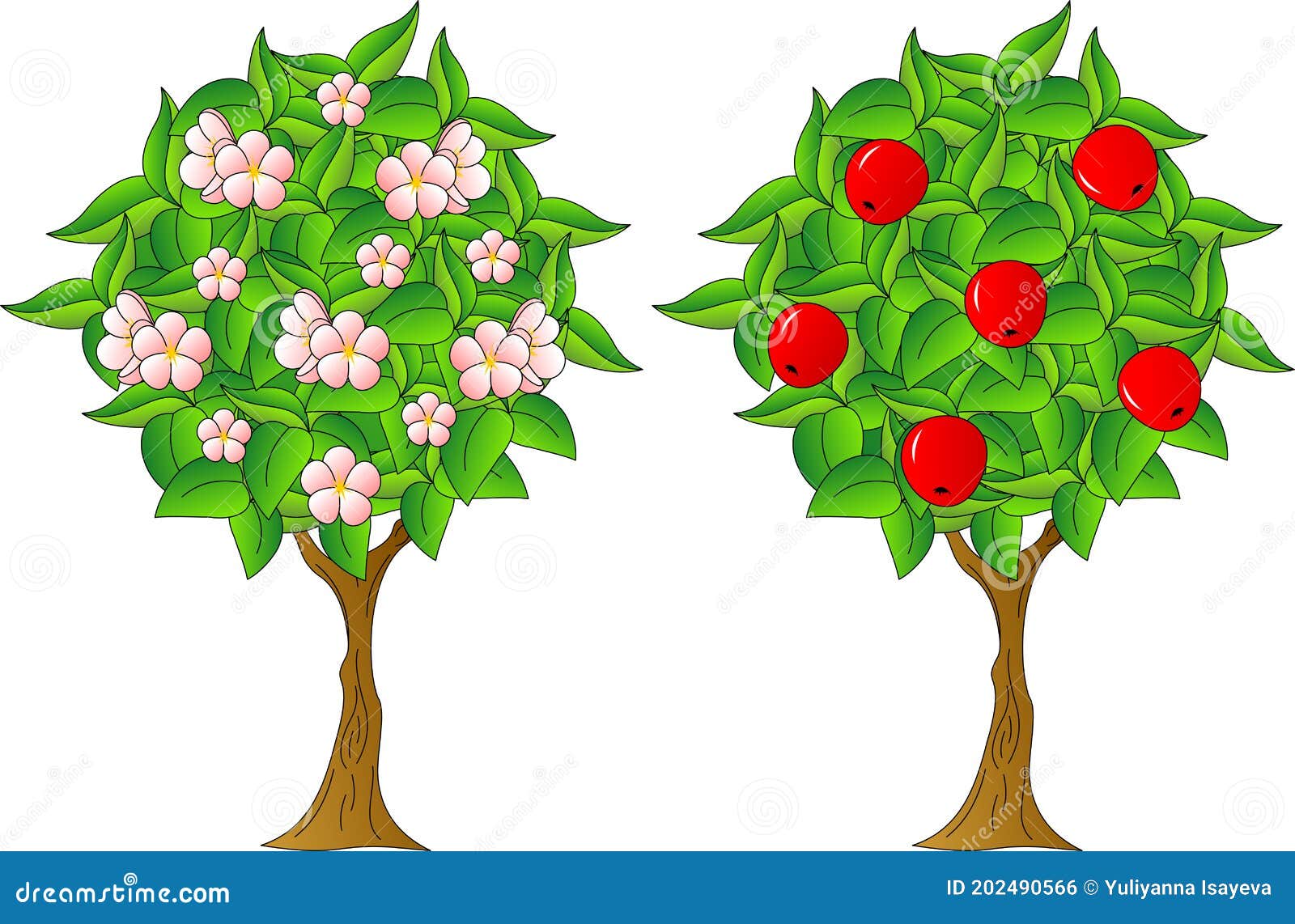 Two Apple Trees, One Flowering, the Other with Ripe Apples Stock Vector ...