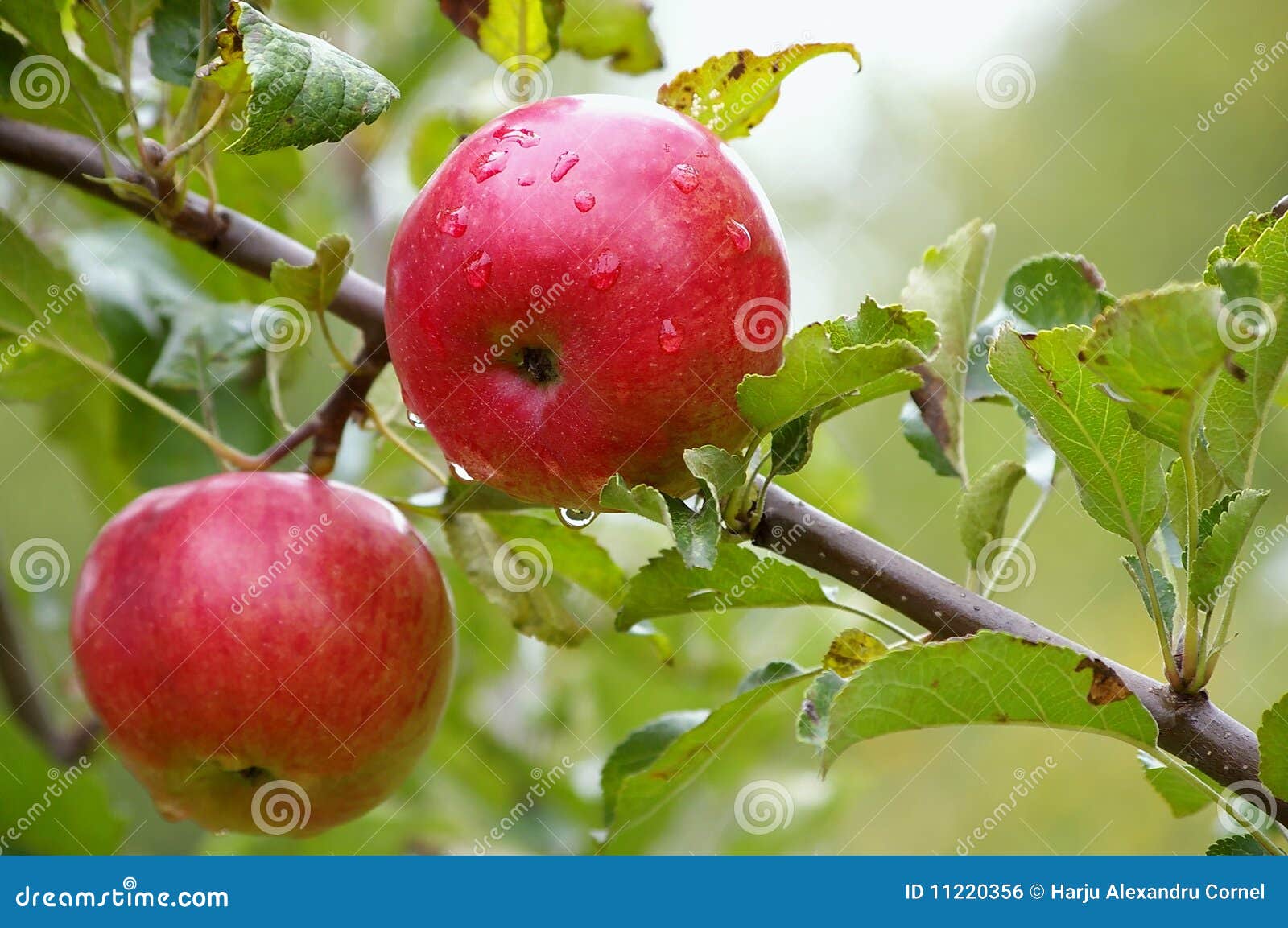 Two apples stock photo. Image of green, fruits, apple - 11220356