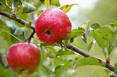 Two apples stock photo. Image of green, fruits, apple - 11220356