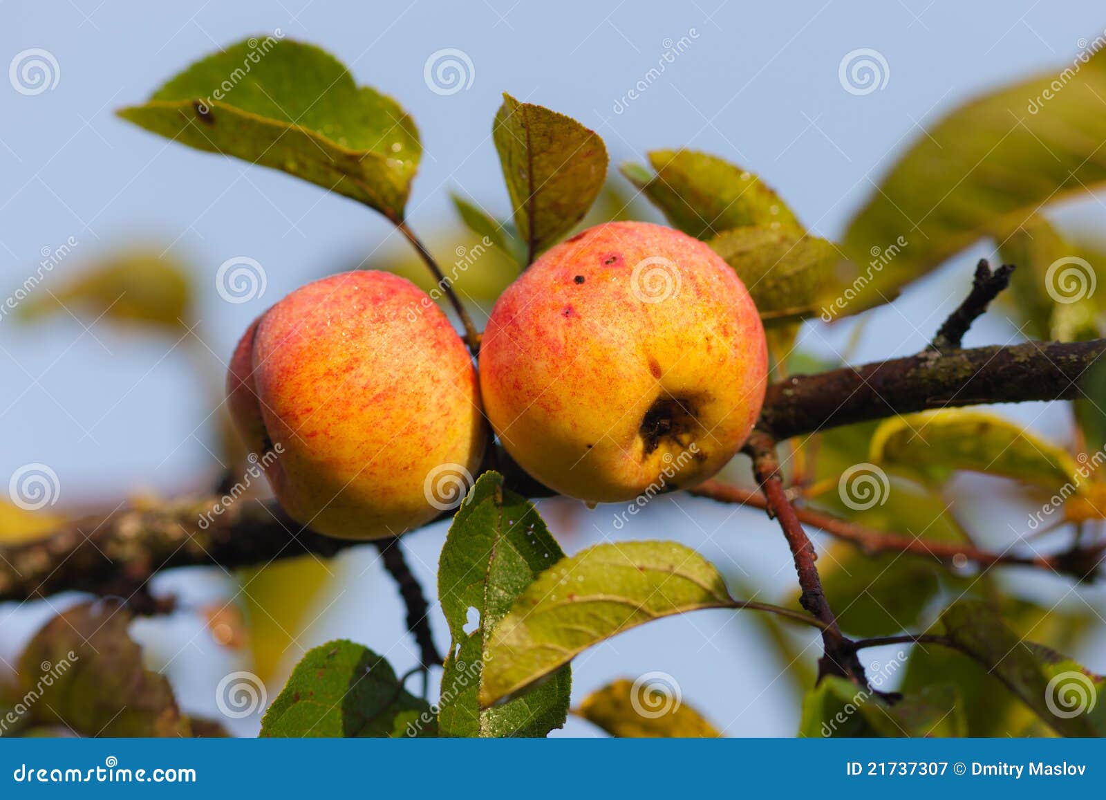 Two apples stock image. Image of season, tree, plant - 21737307