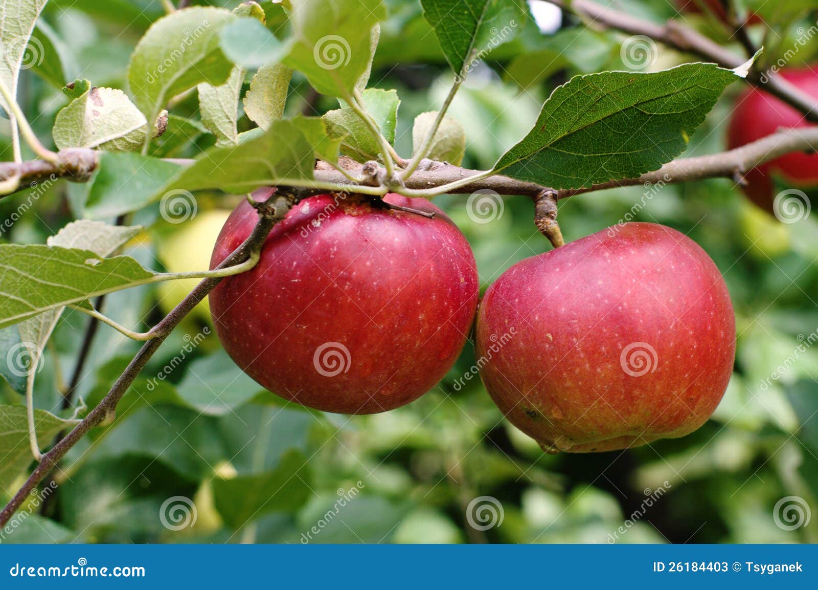 Two apples stock image. Image of ripe, tree, apple, orcherd - 26184403