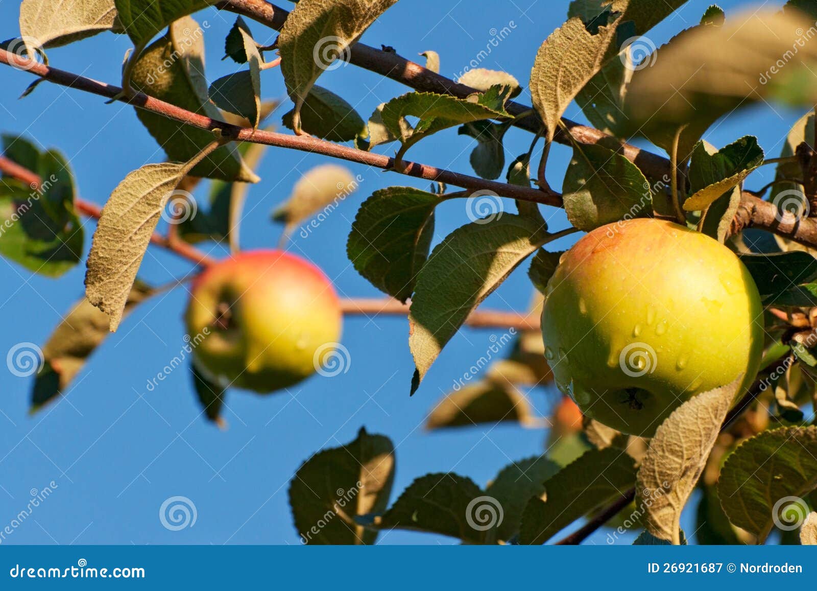 Two Apples on the Branch of an Apple-tree Stock Image - Image of green ...