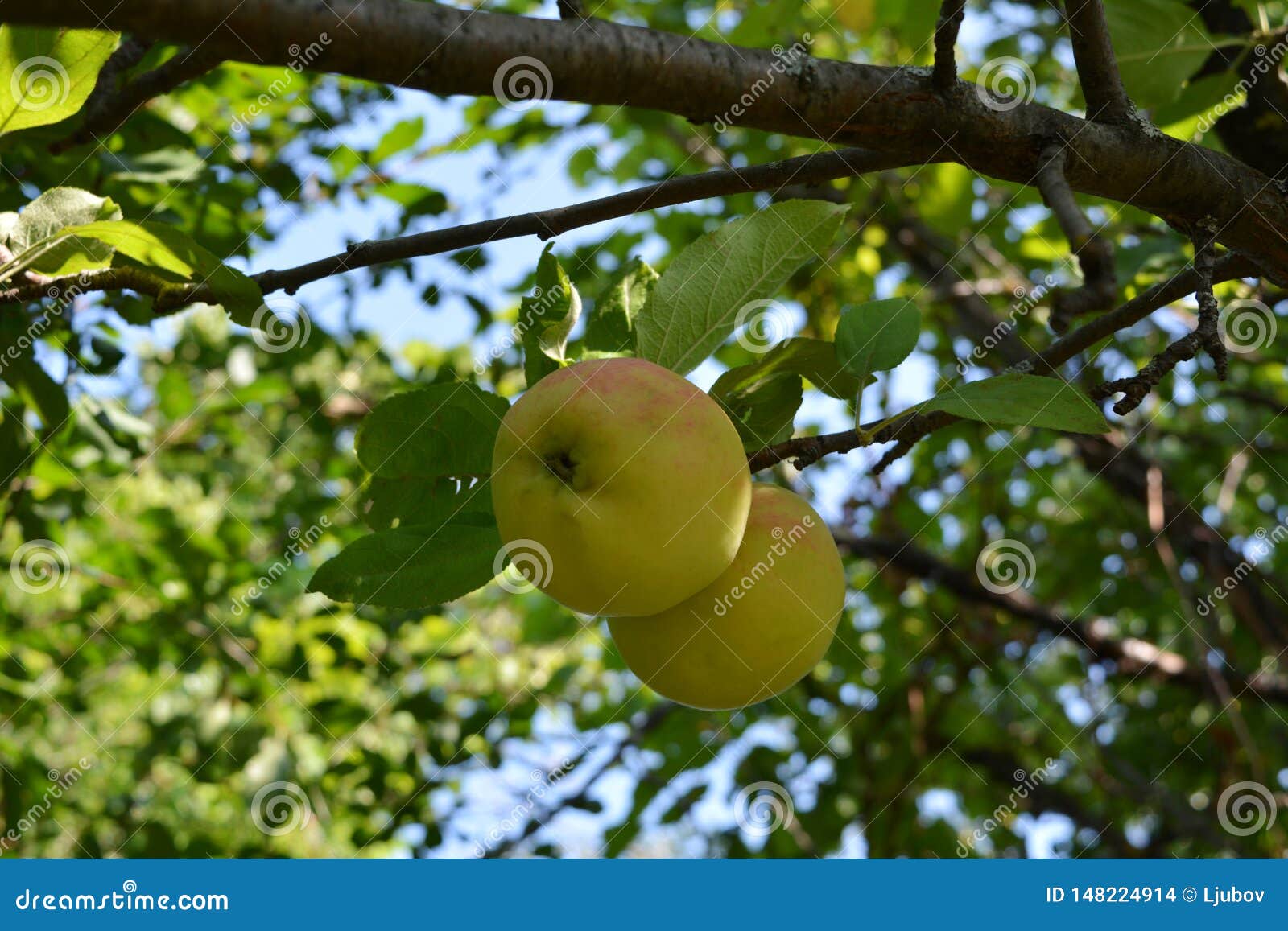 Two Apples on Branch of Apple Tree. Summer Garden Stock Photo - Image ...