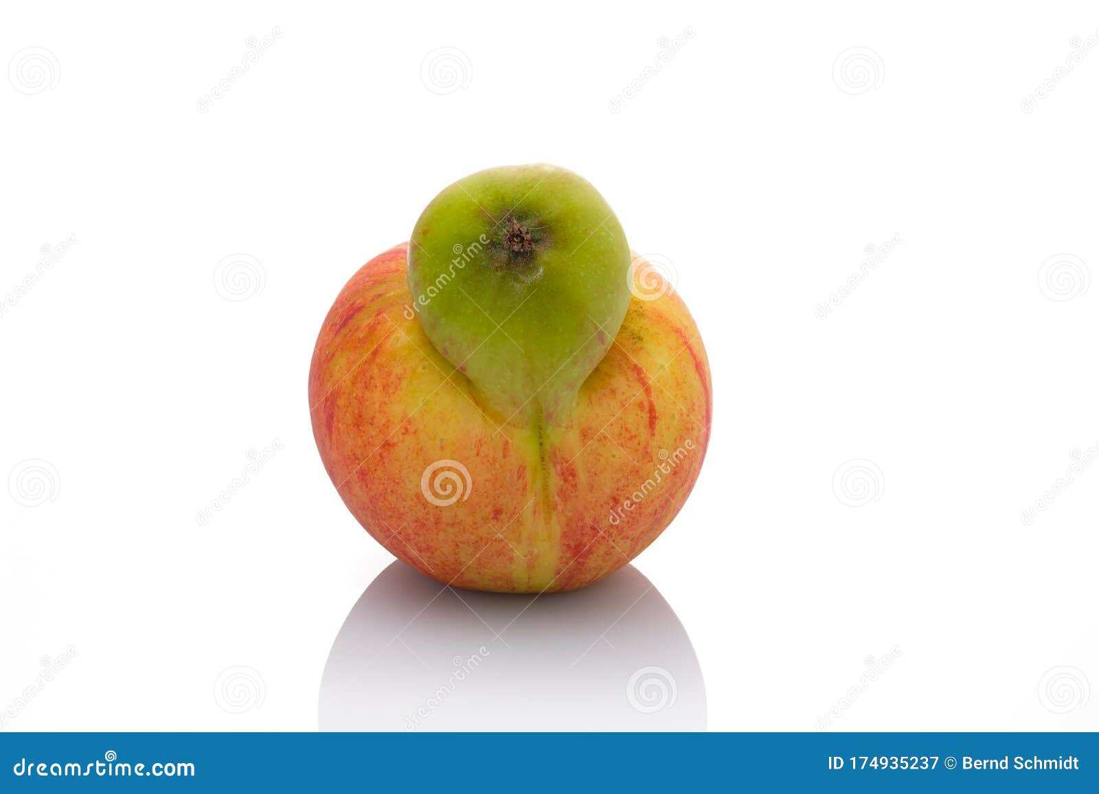 Two apples in one fruit stock image. Image of agriculture - 174935237