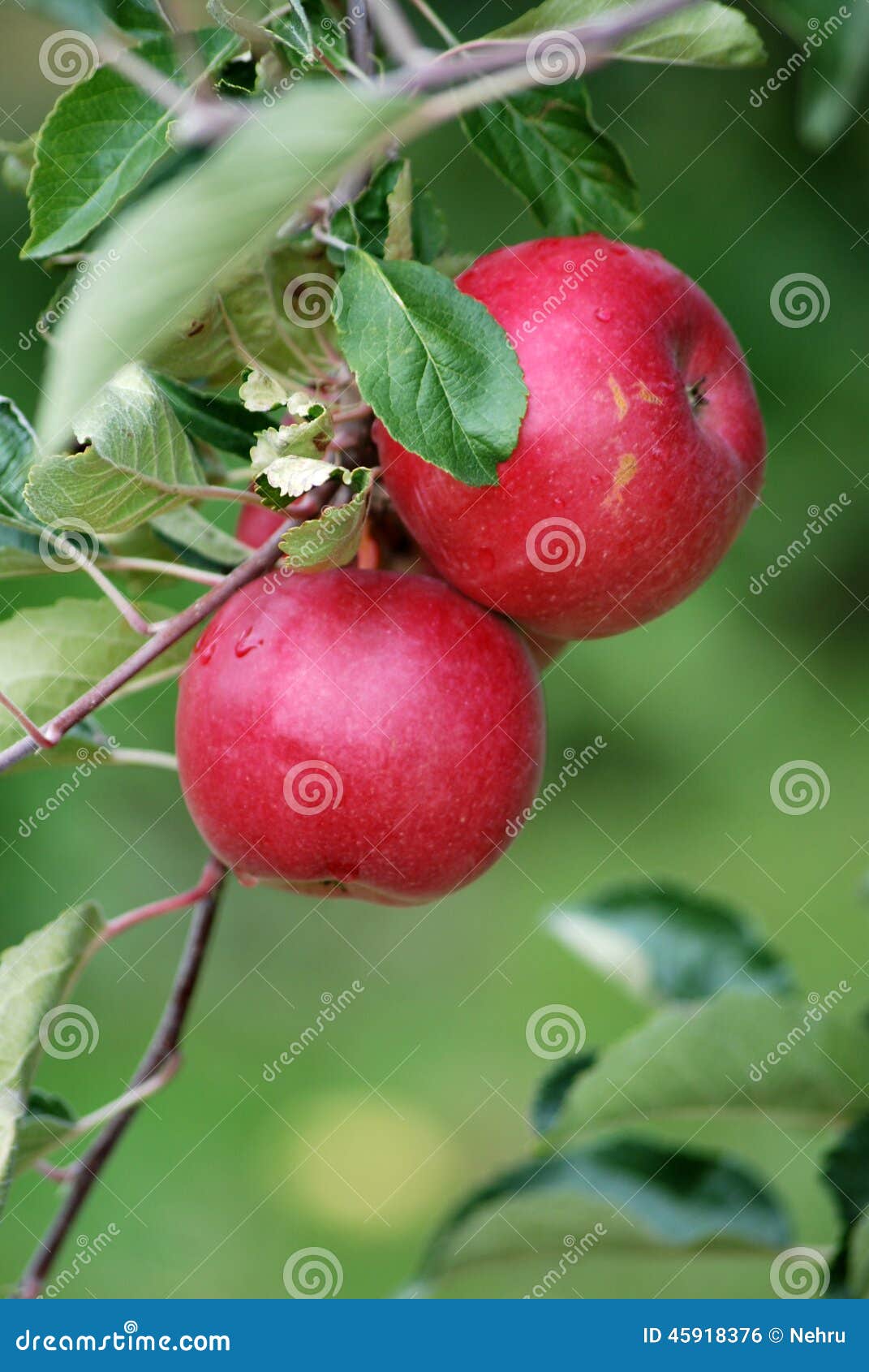 Two apples stock photo. Image of white, green, stem, texture - 45918376
