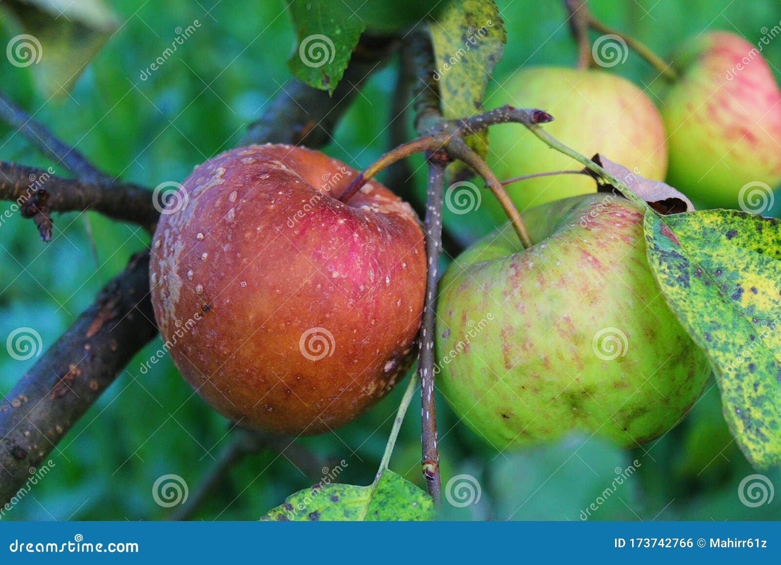 Two Apples Side by Side Where One is Rotten Stock Photo - Image of ...
