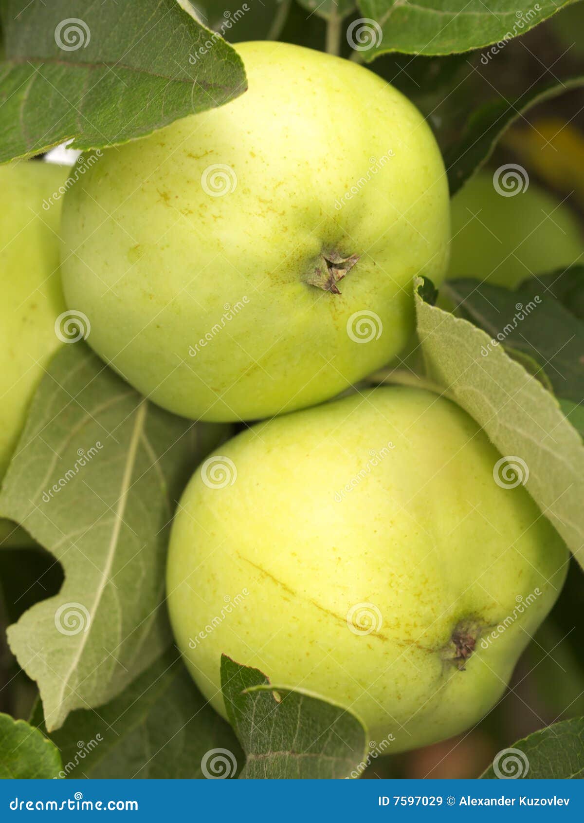 Two apples on tree stock image. Image of branch, refreshment - 7597029