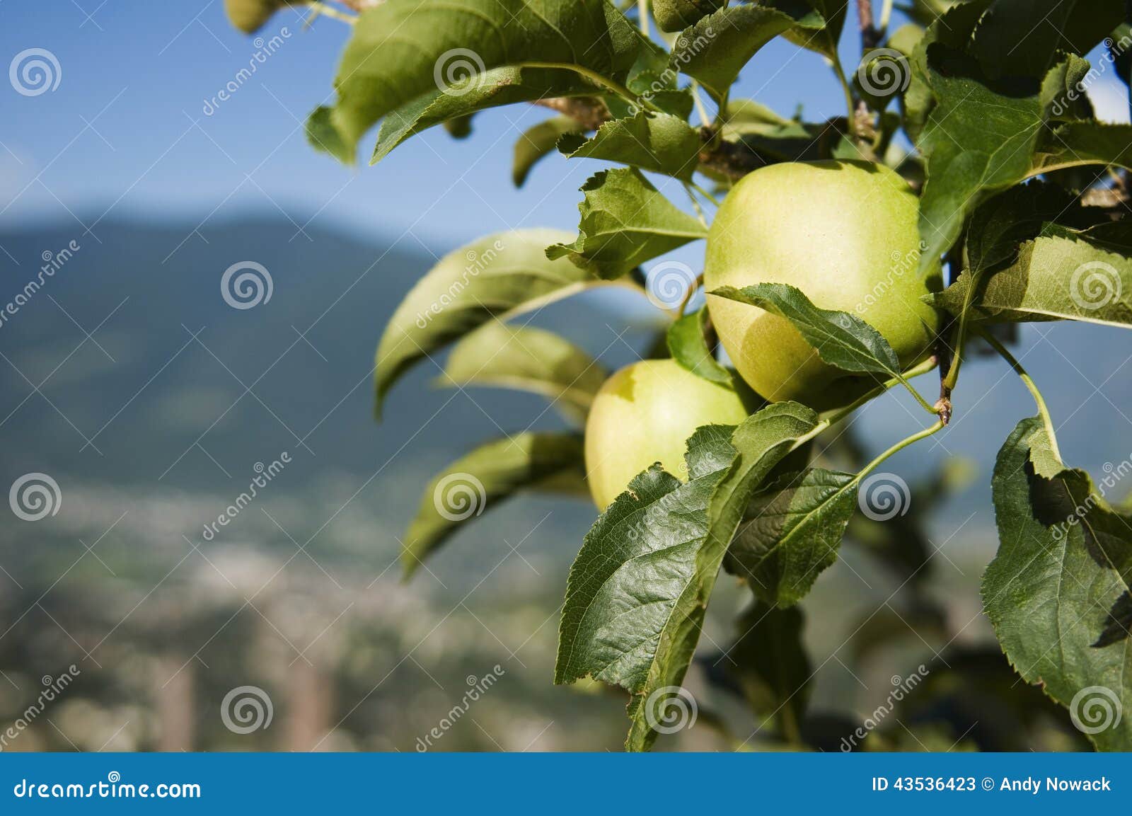 Two apples on tree stock image. Image of unreif, jahreszeit - 43536423