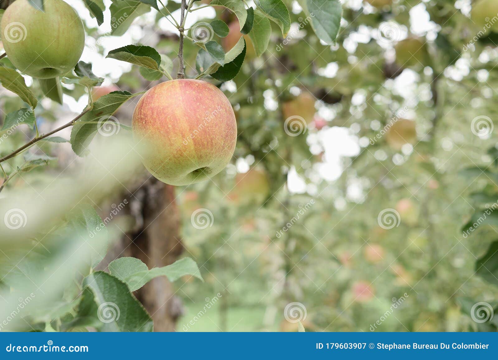 Two apples in the trees stock image. Image of food, health - 179603907