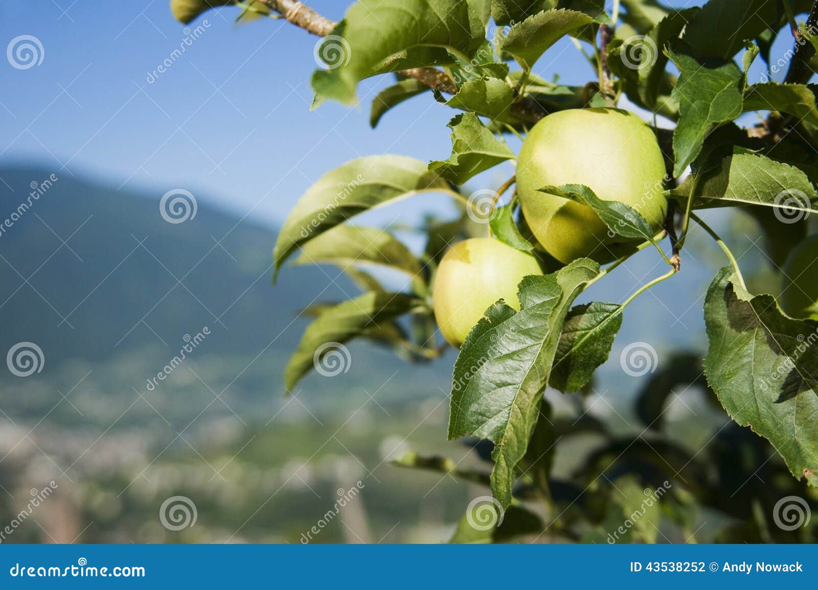Two apples on twig stock photo. Image of crop, fruit - 43538252