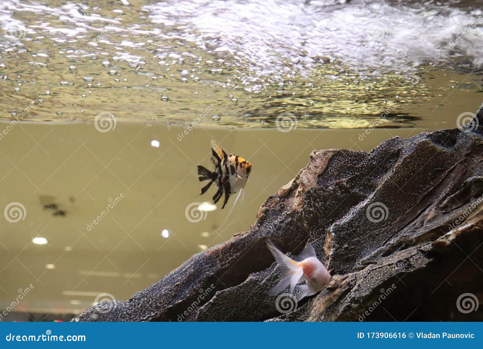 Two aquarium fish stock photo. Image of nature, aquarium - 173906616