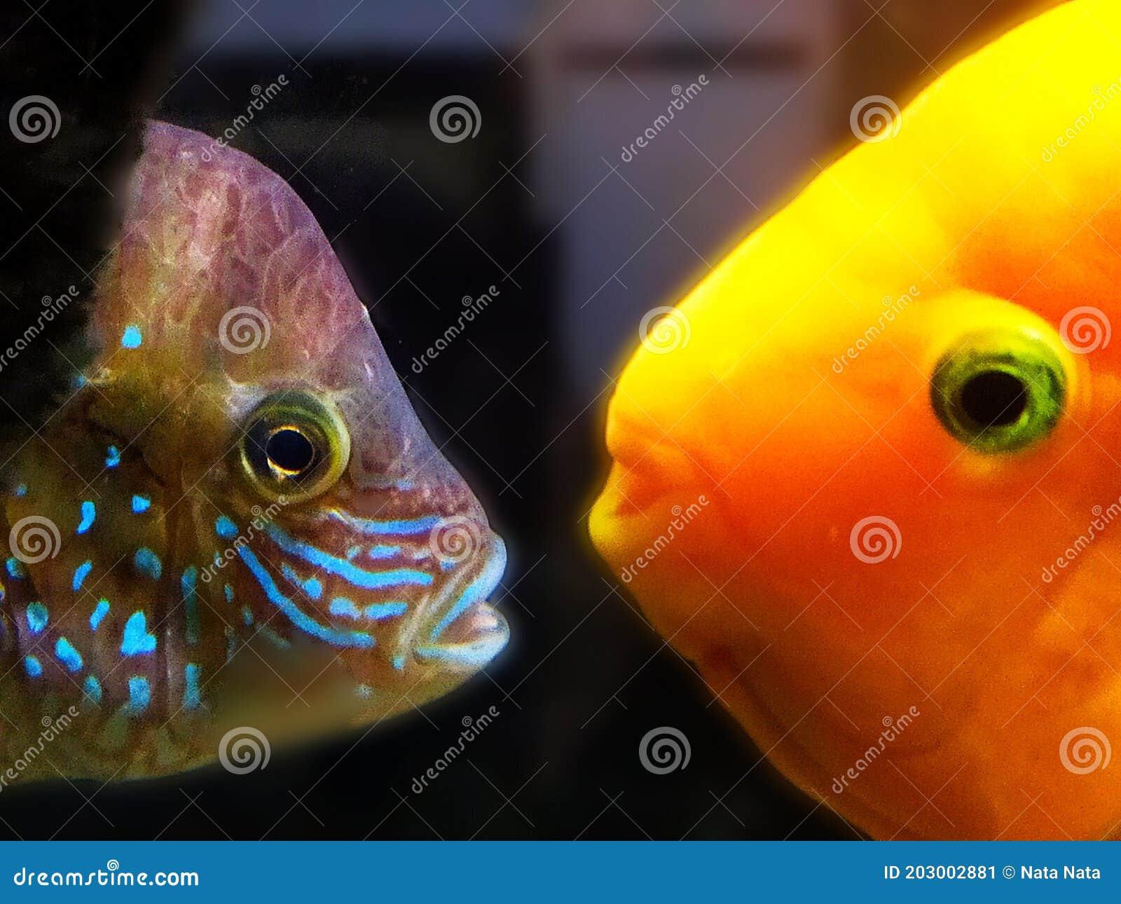 Two Aquarium Fish Met Each Other Stock Image - Image of fish, aquarium ...