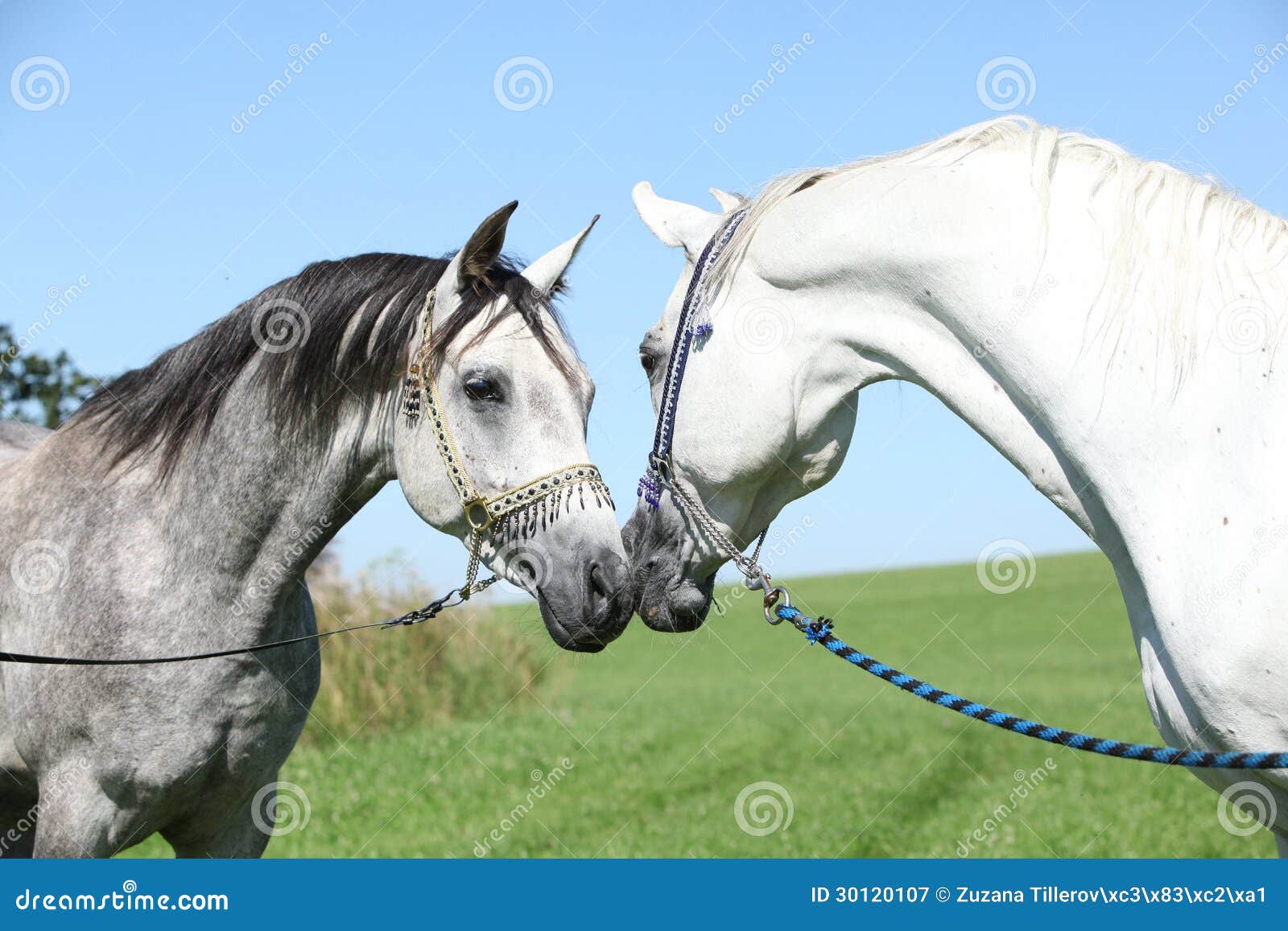 Two Arabian Stallions with Show Halters Stock Image - Image of horse ...