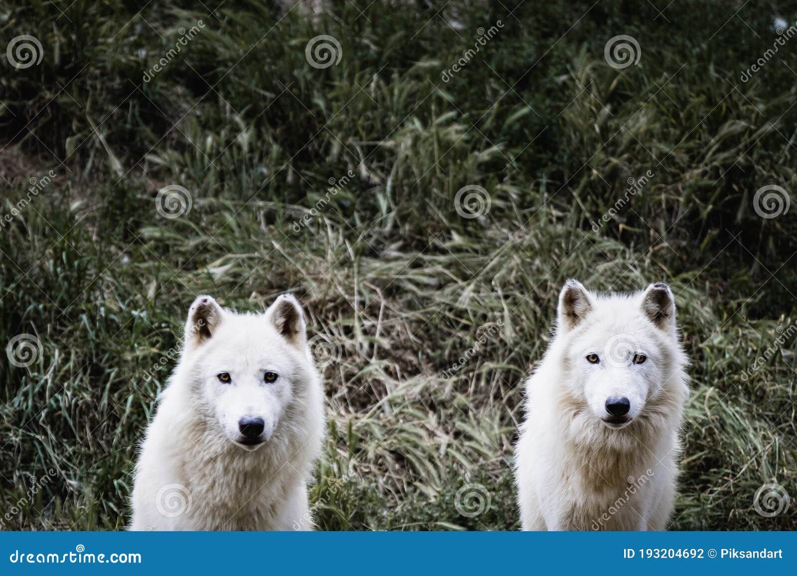Pack Of White Wolves