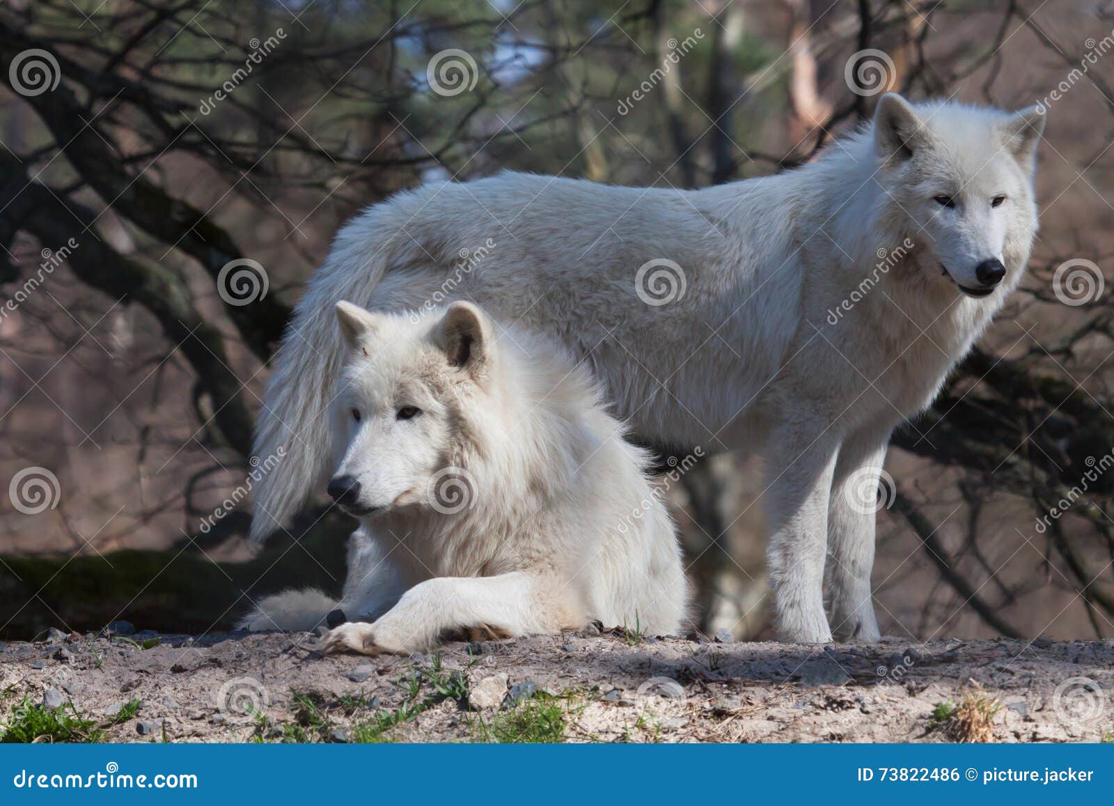 Two arctic wolf stock photo. Image of nature, hill, furry - 73822486