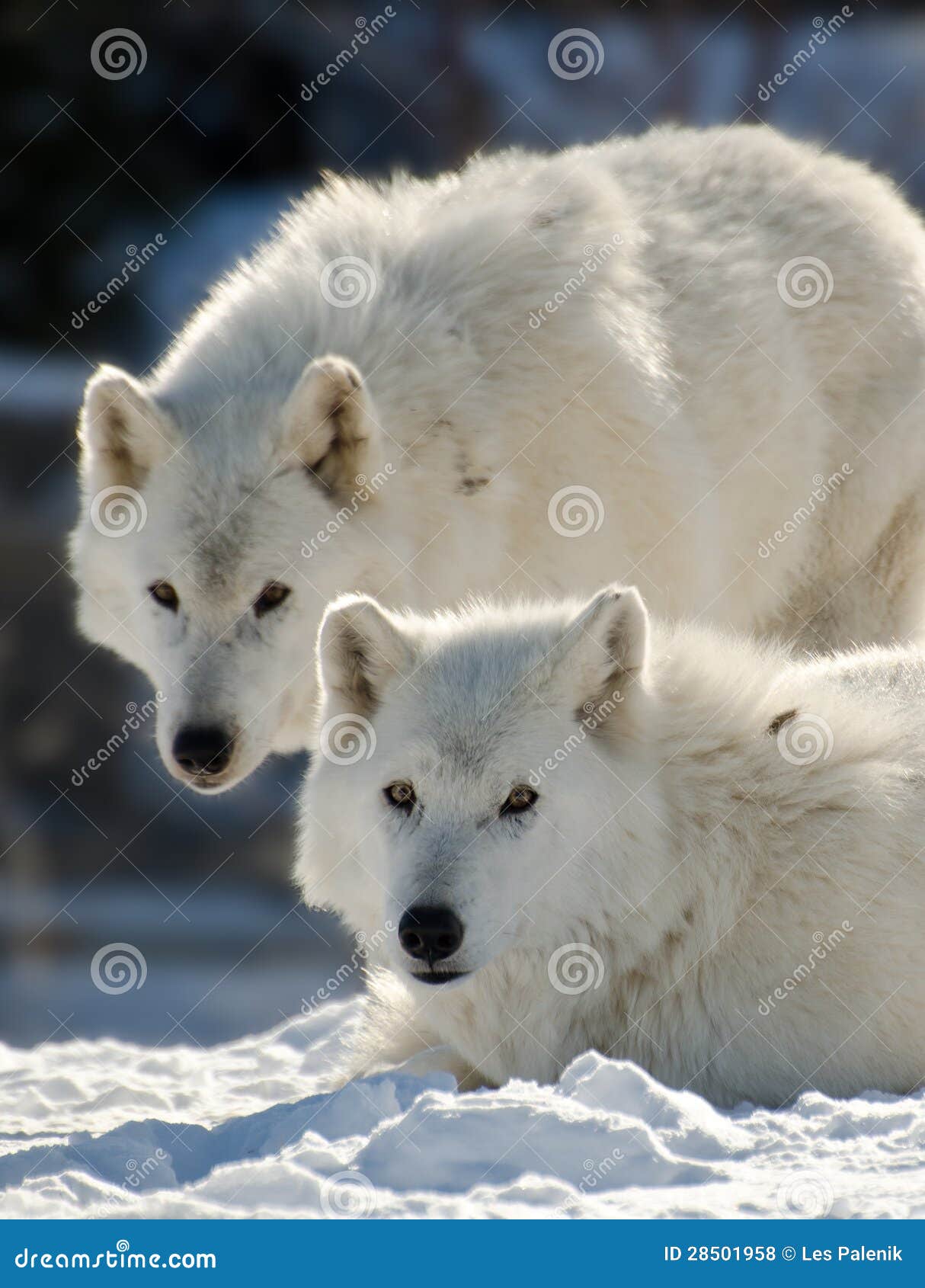 Two arctic wolves stock photo. Image of predatory, furry - 28501958