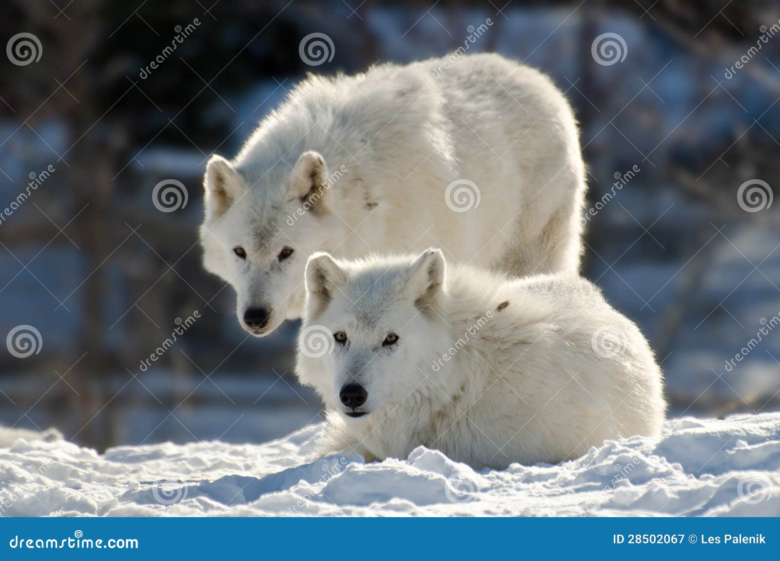 Two arctic wolves stock image. Image of wolf, wildlife - 28502067