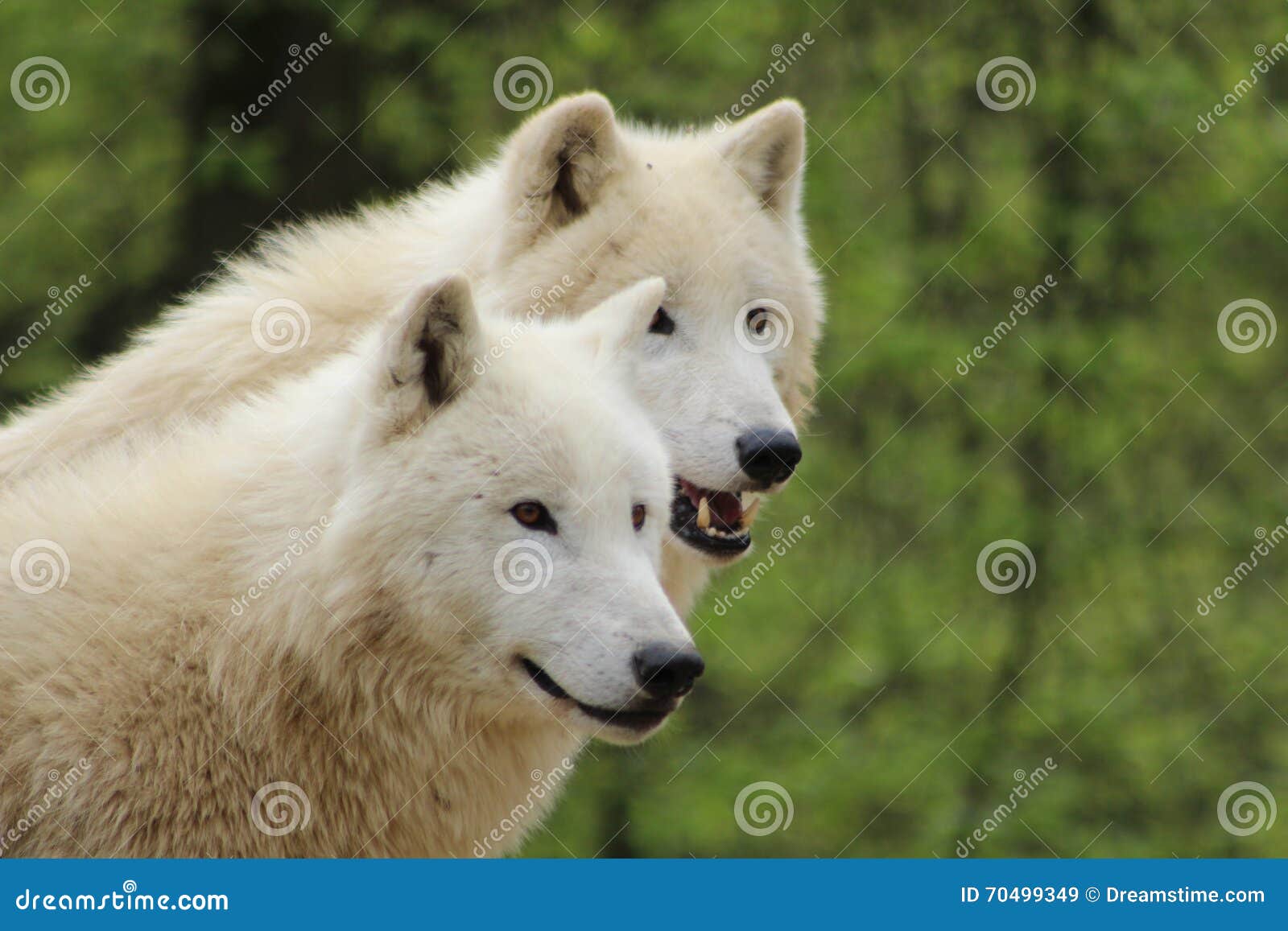 Two Arctic Wolves Watching Around Stock Image - Image of side, open ...