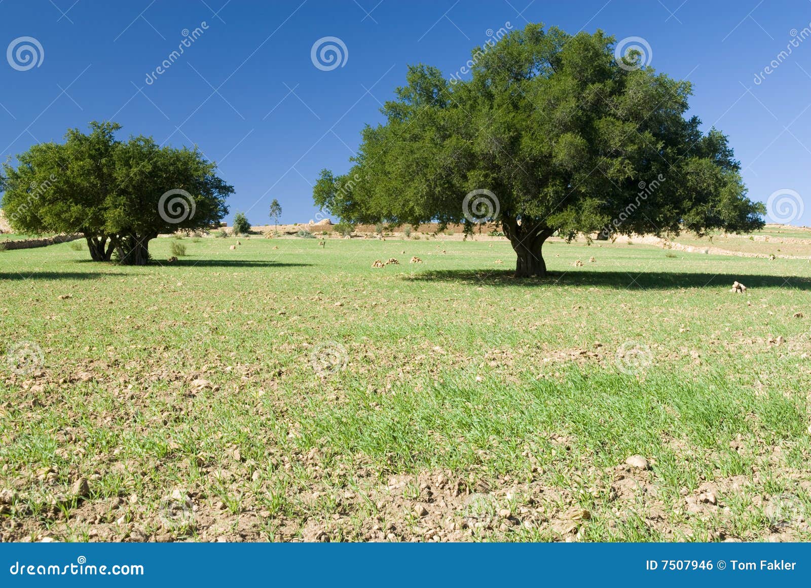 Two Argan trees stock photo. Image of field, green, argania - 7507946