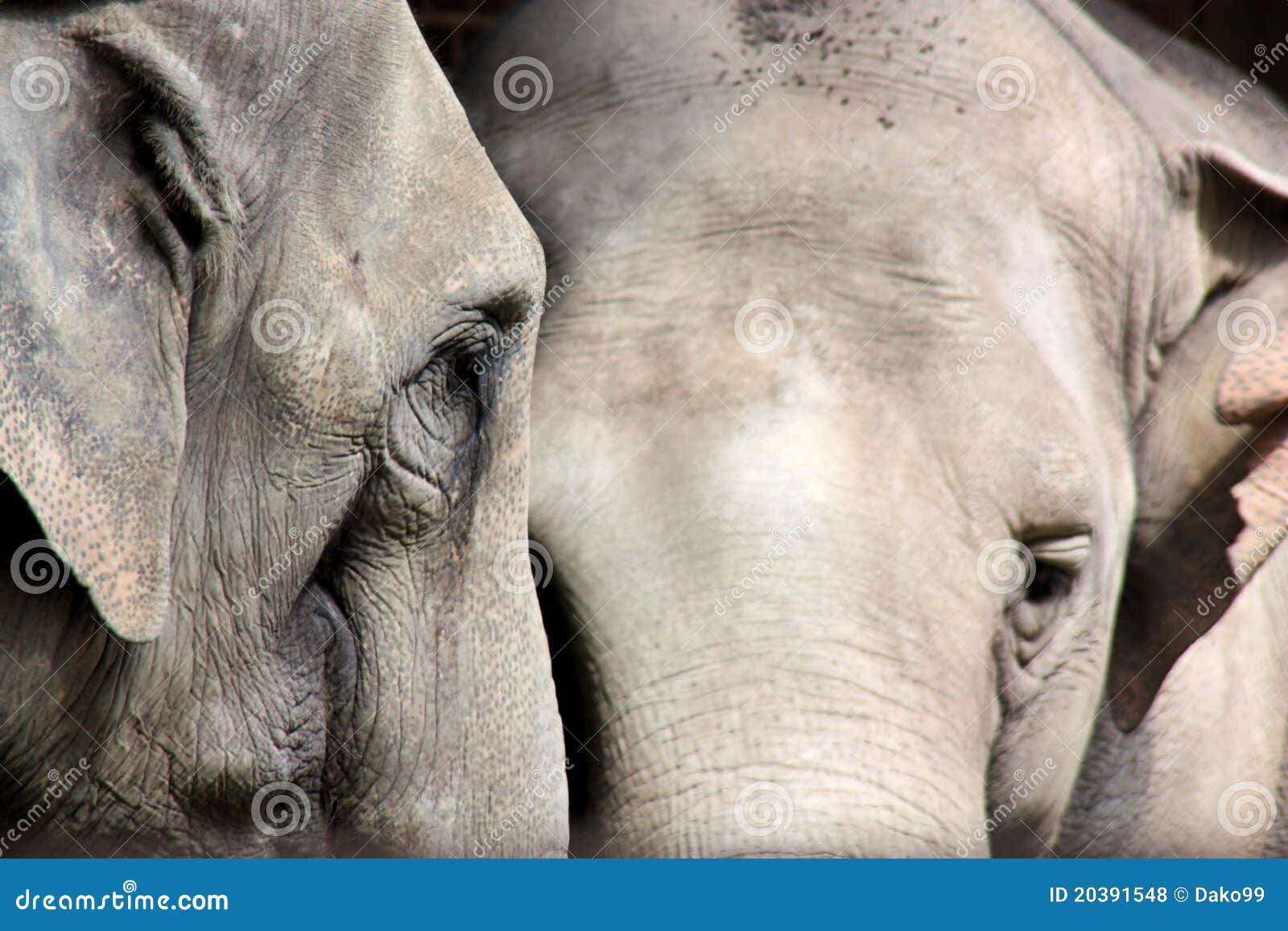 Two asian elephants stock photo. Image of mammal, elephasmaximus - 20391548