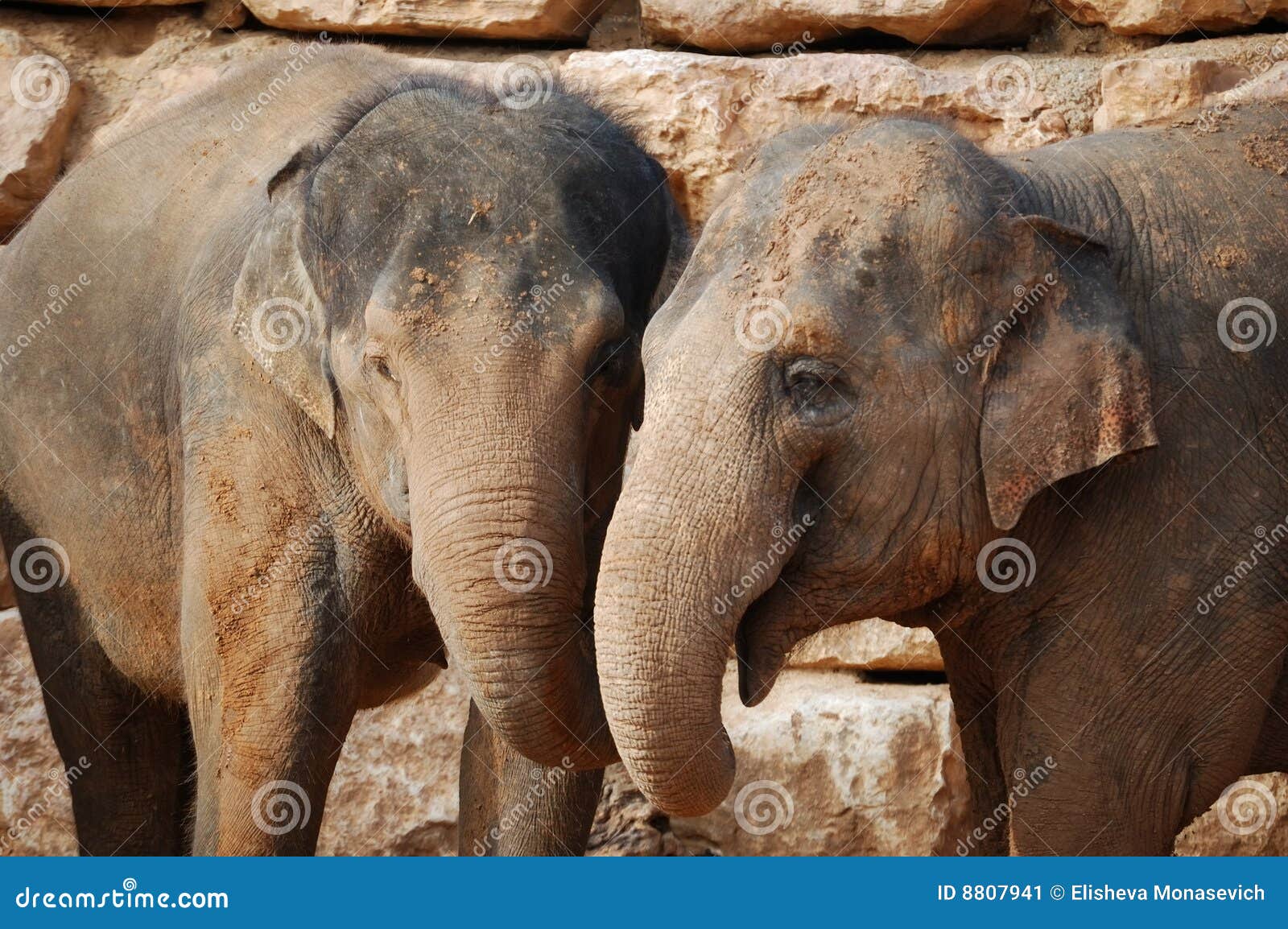 Two asian elephants stock image. Image of india, mamml - 8807941
