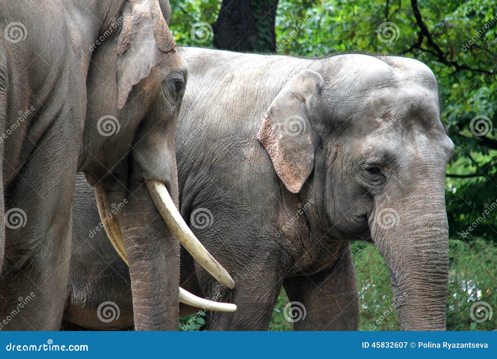 Two Asian Elephants Hugging Stock Image - Image of intercourse, animal ...