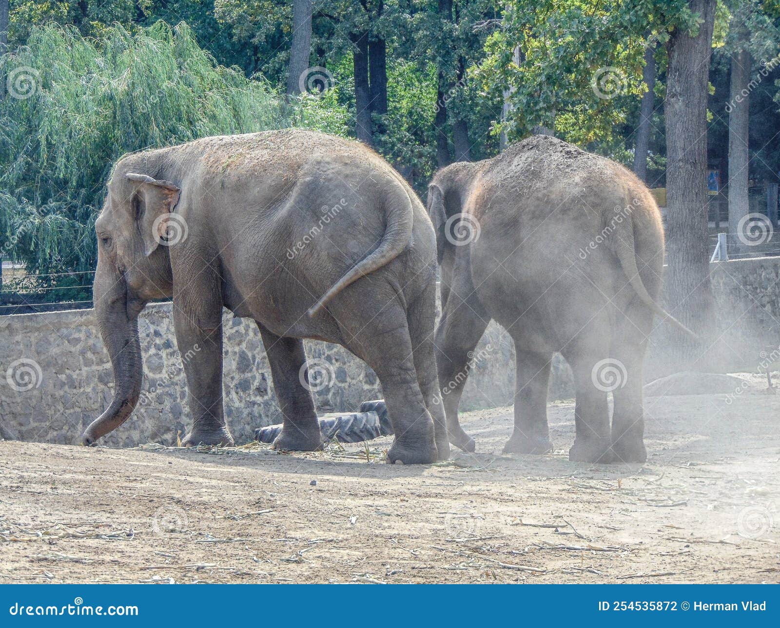 Two Asian Elephants at the Zoo Stock Photo - Image of selective, asian ...