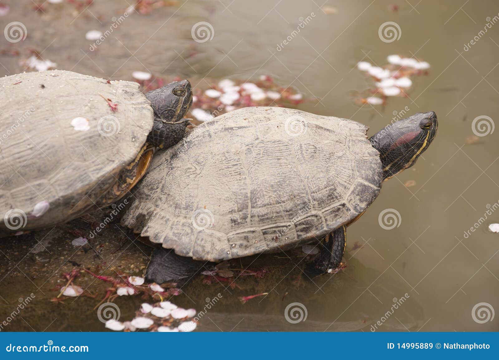 Two Asian turtles stock image. Image of japan, slow, creature - 14995889