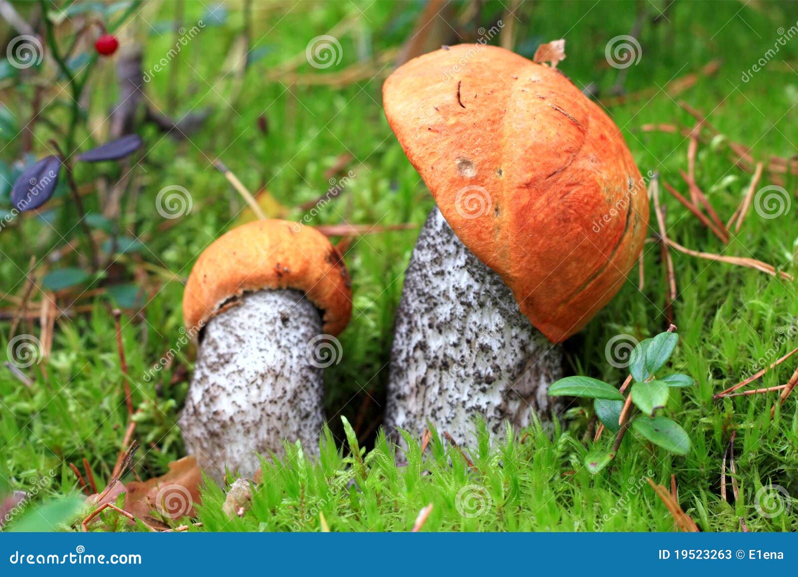 Two aspen mushrooms stock image. Image of growing, object - 19523263