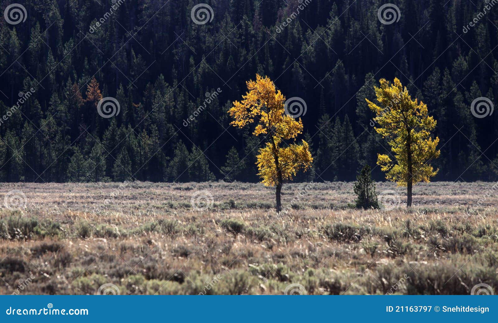 Two Aspen trees stock image. Image of pine, trees, hole - 21163797