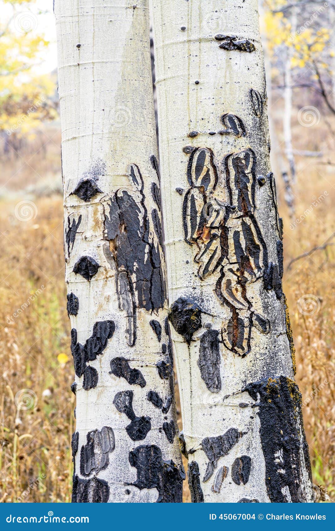 Two Aspens with Interesting Patterns in the Bark Stock Photo - Image of ...