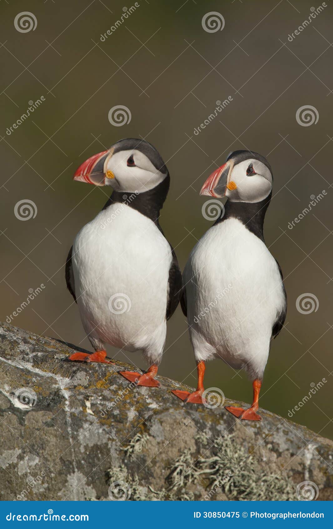 Two Atlantic Puffins Perch Side by Side Runde Island Norway Stock Image ...