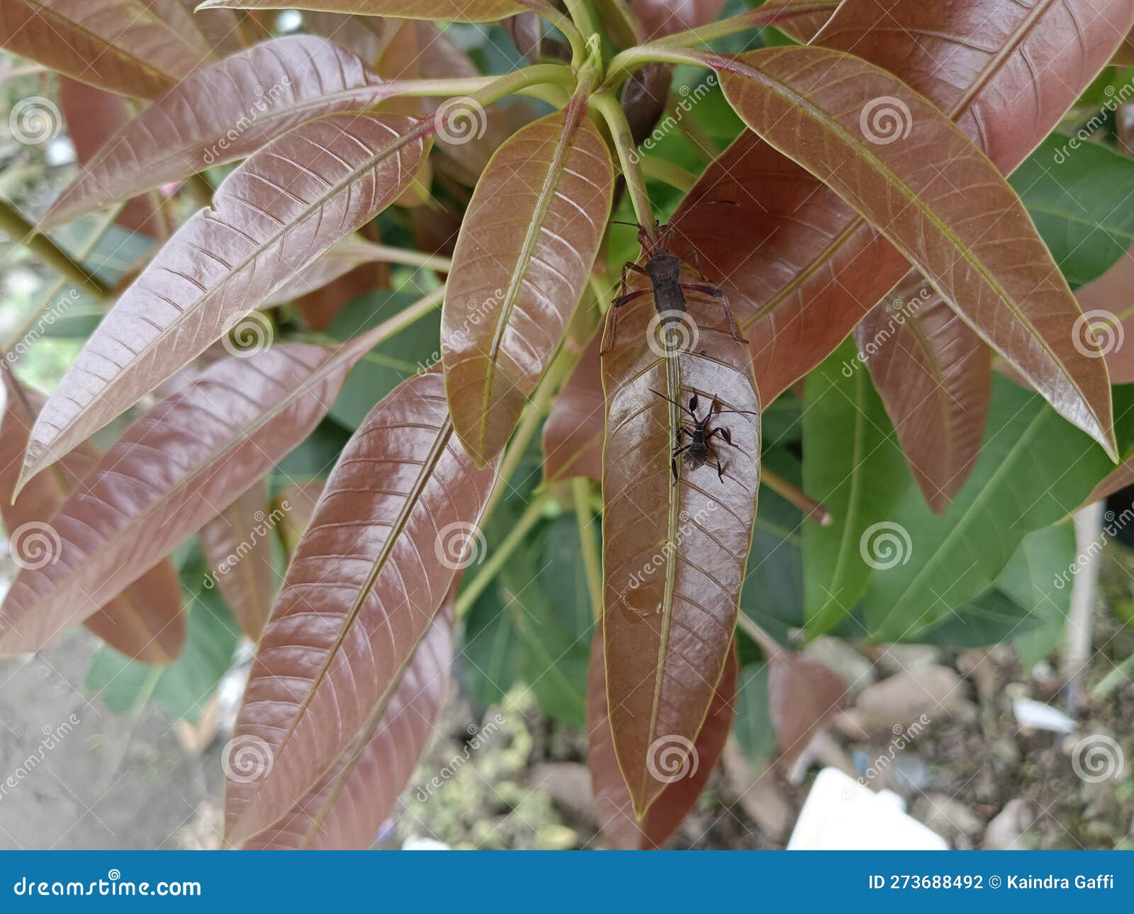 Two Attack Tails that are Above the Young Leaves of the Mango Tree ...