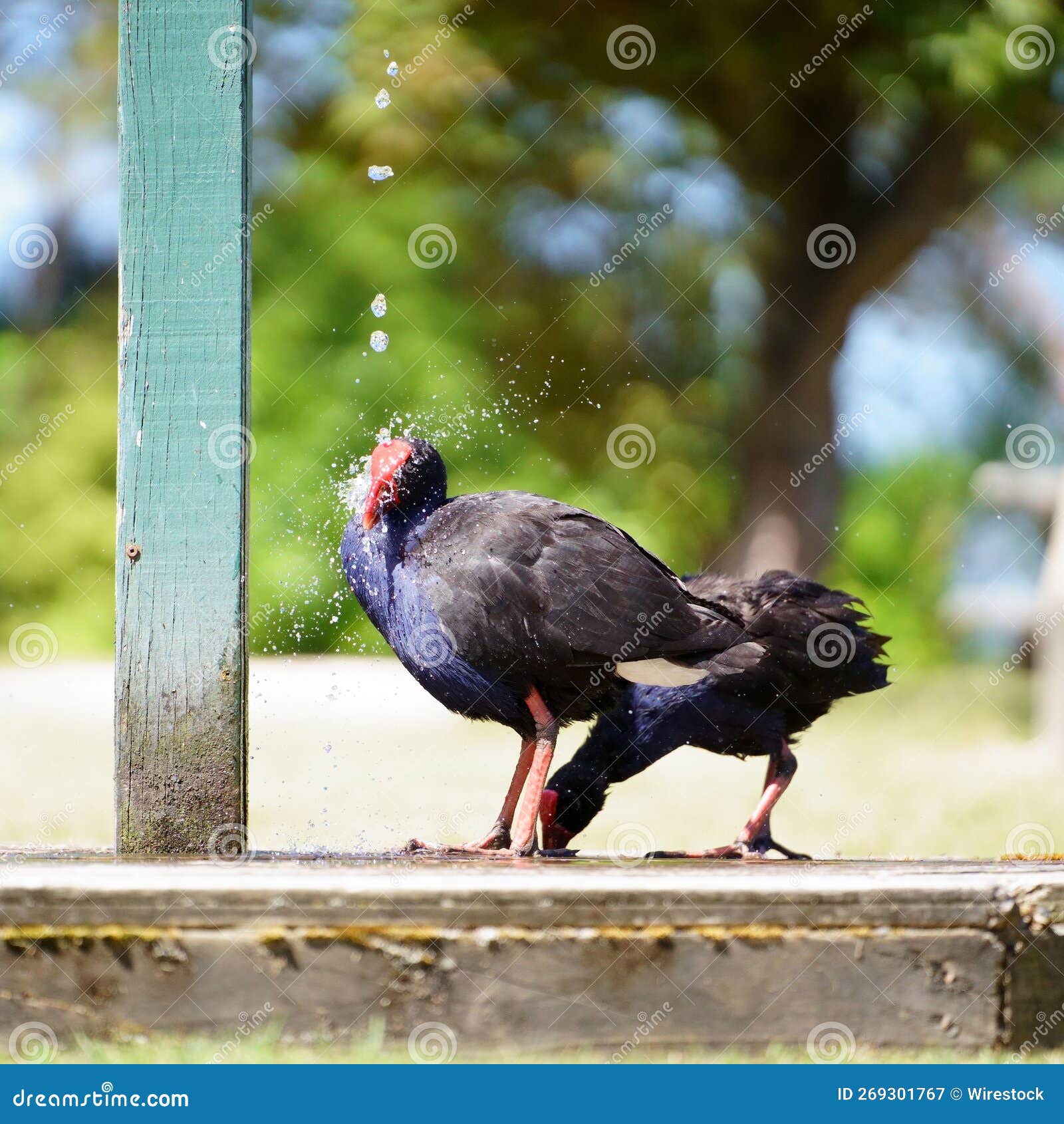 Two Australasian Swamphens Drinking and Splashing Water from the Puddle ...