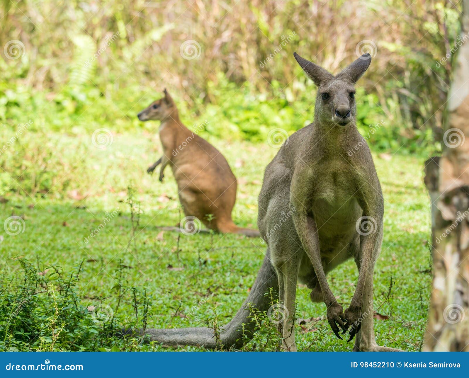 Two Australian Brown Kangaroos Macropus Rufus Stock Photo - Image of ...
