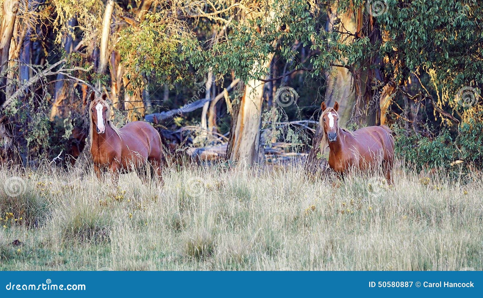 Two Australian Brumby Colts. Stock Image - Image of equine, horse: 50580887